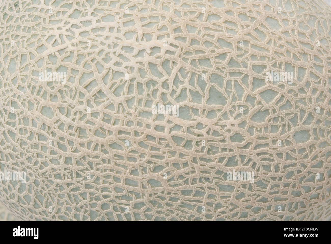 Close up melon fruit on nature background Stock Photo - Alamy