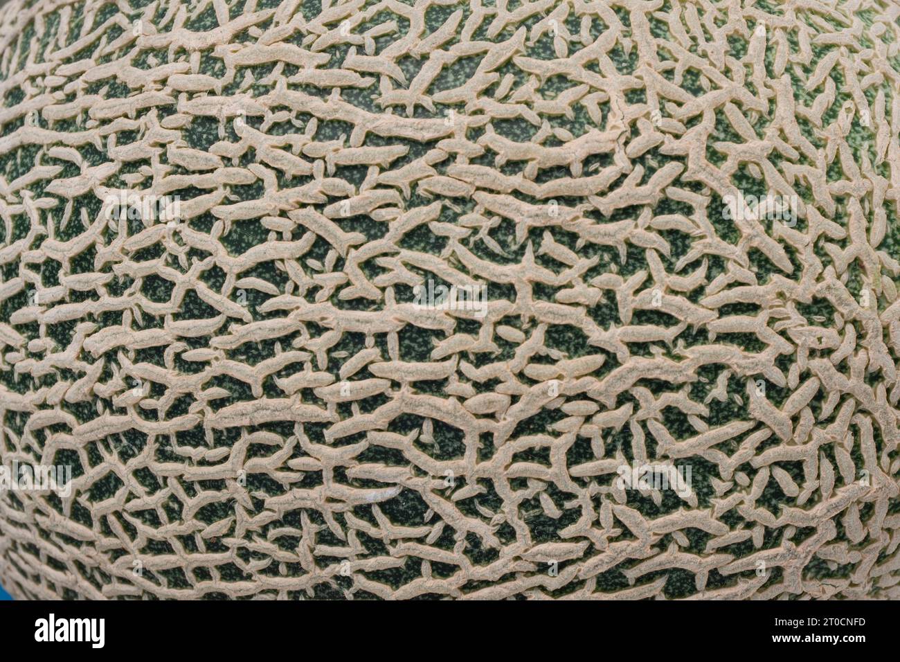 Close up on melon skin hi-res stock photography and images - Alamy