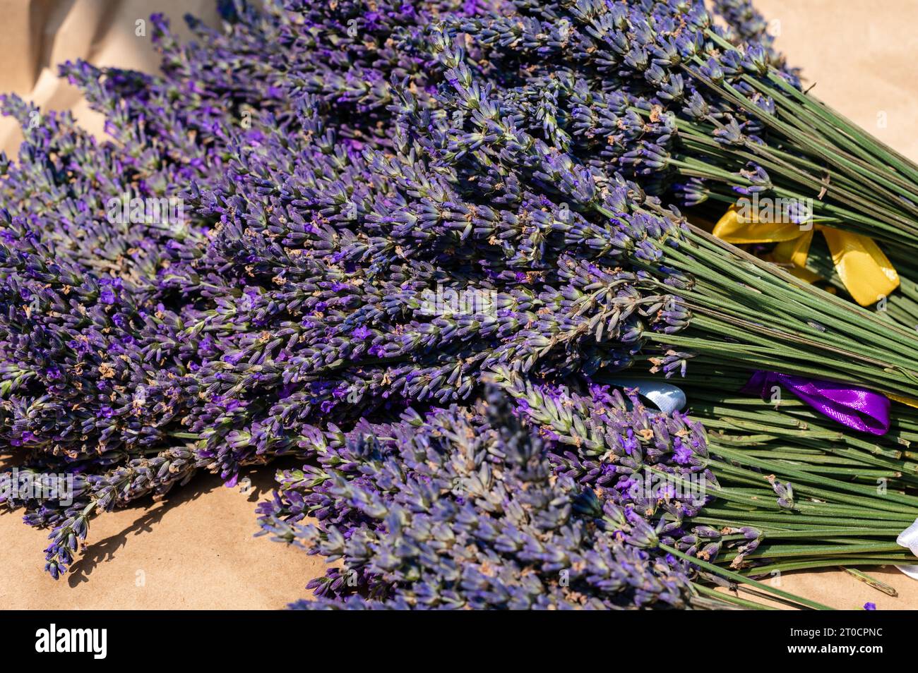 Lavender bouquets with purple and yellow ribbons lie on paper Stock ...
