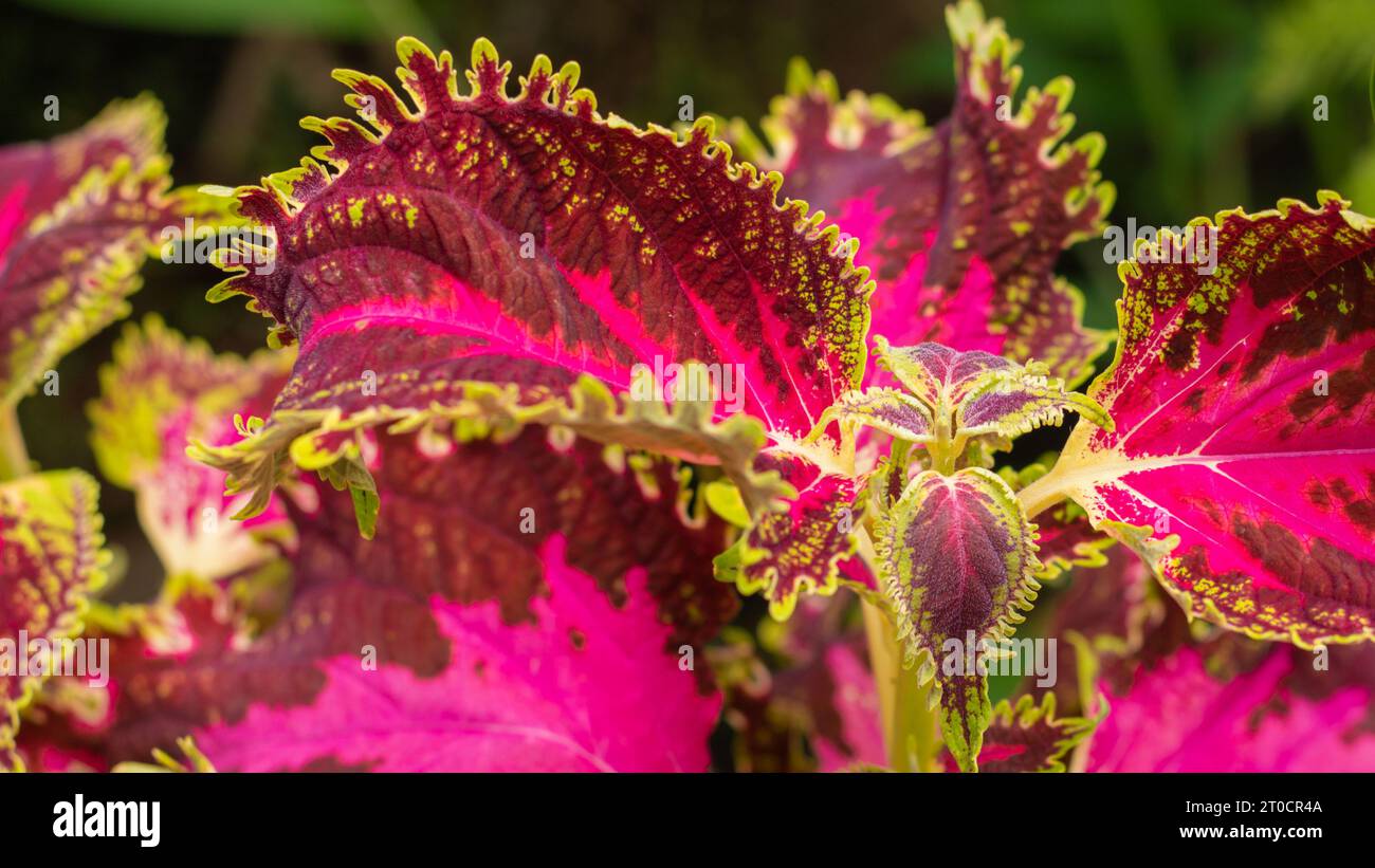 Beautiful pattern and texture of pink Coleus leave Stock Photo - Alamy