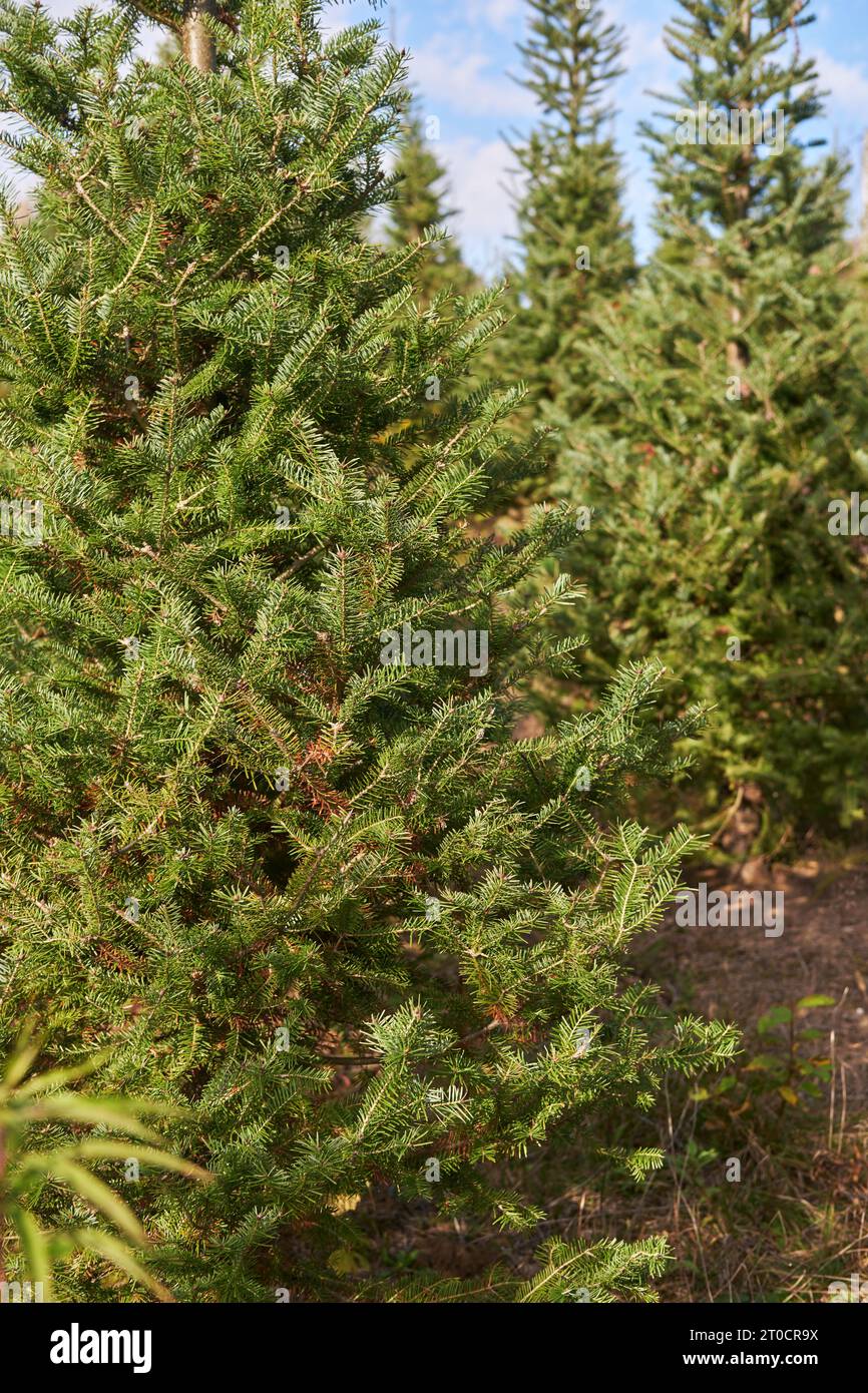 Christmas trees to choose from in farm nursery. Traditional Christmas ...