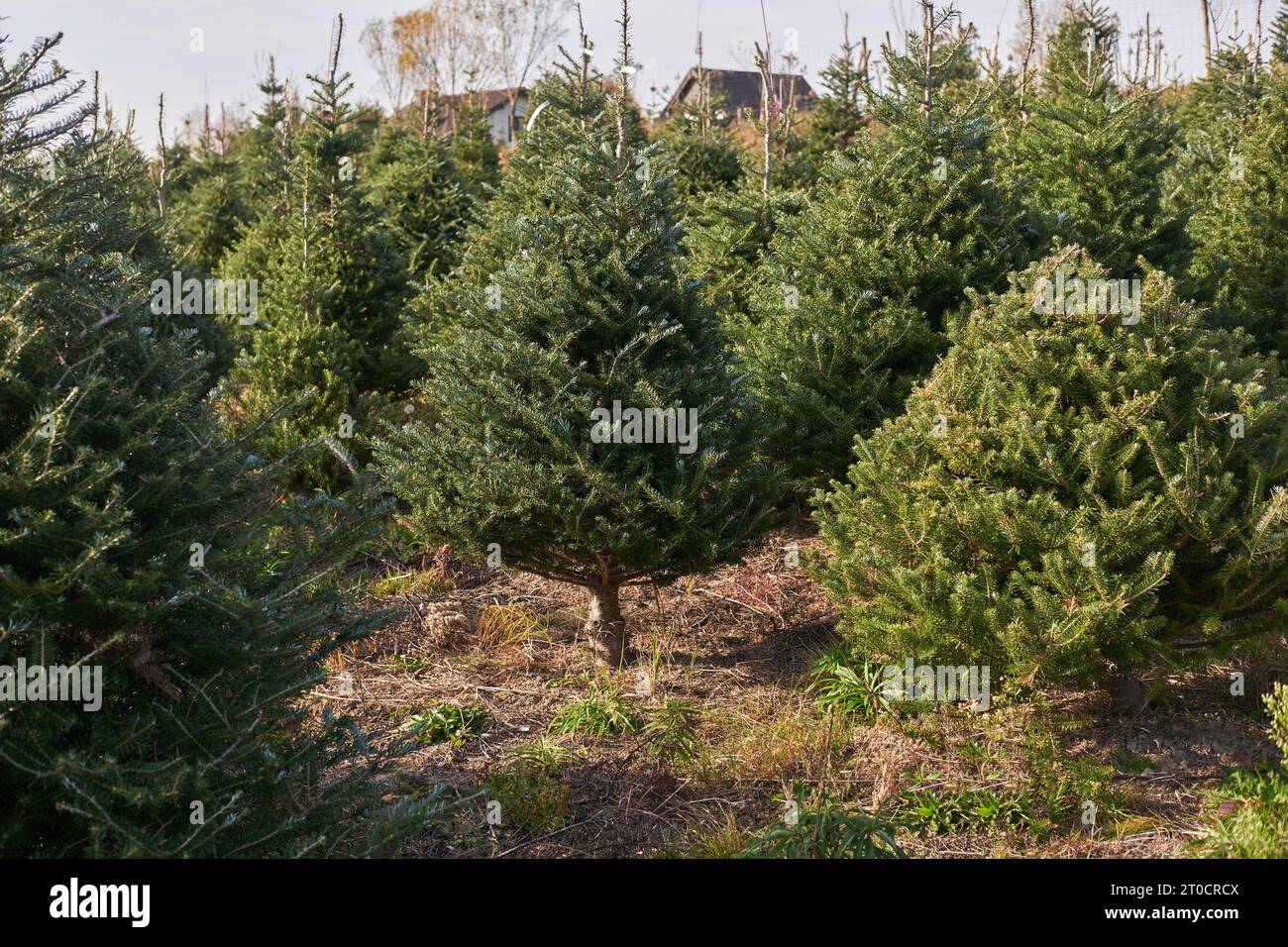 Christmas trees to choose from in farm nursery. Traditional Christmas ...