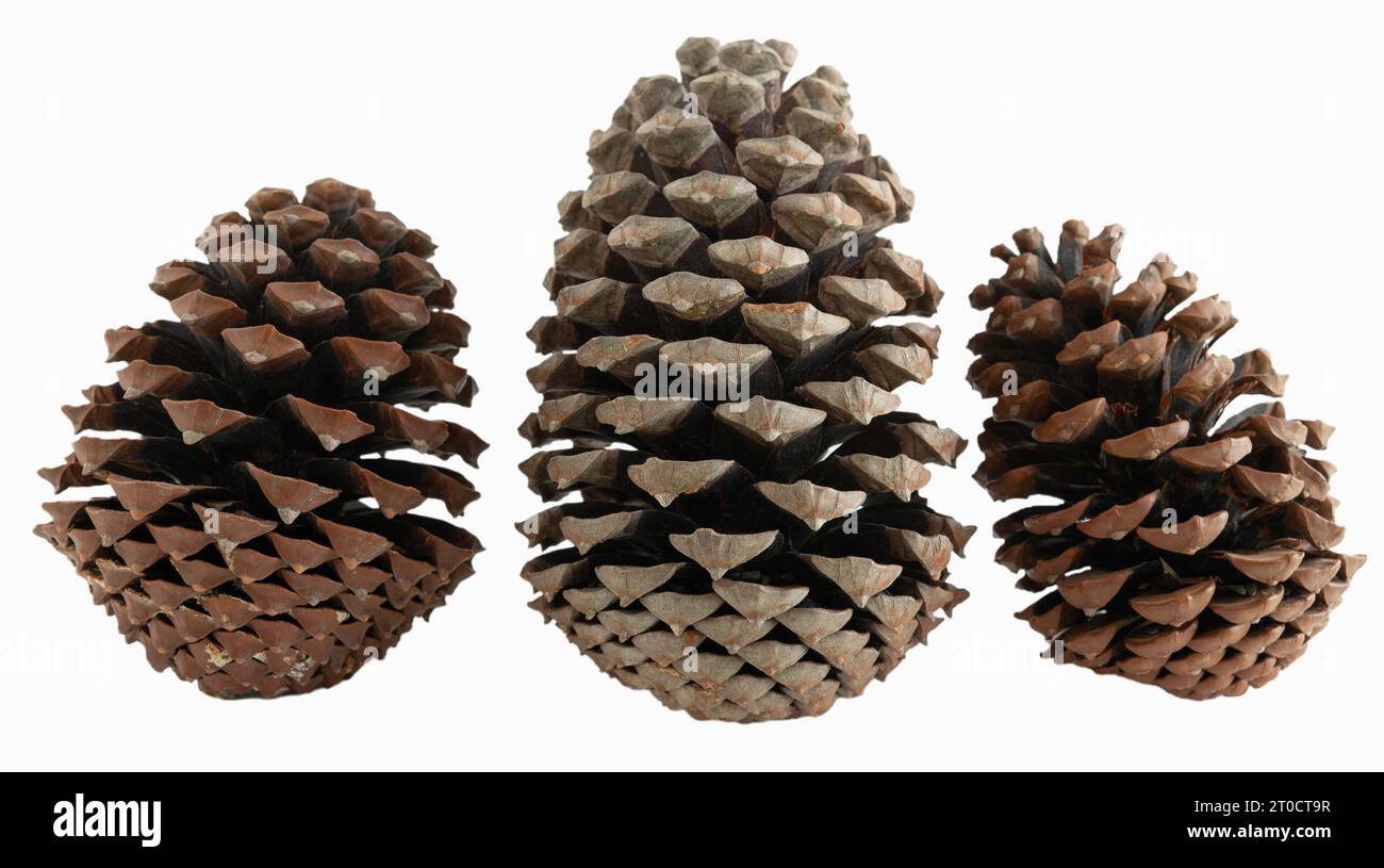 Pinus pinaster Cut Out Stock Images & Pictures - Alamy