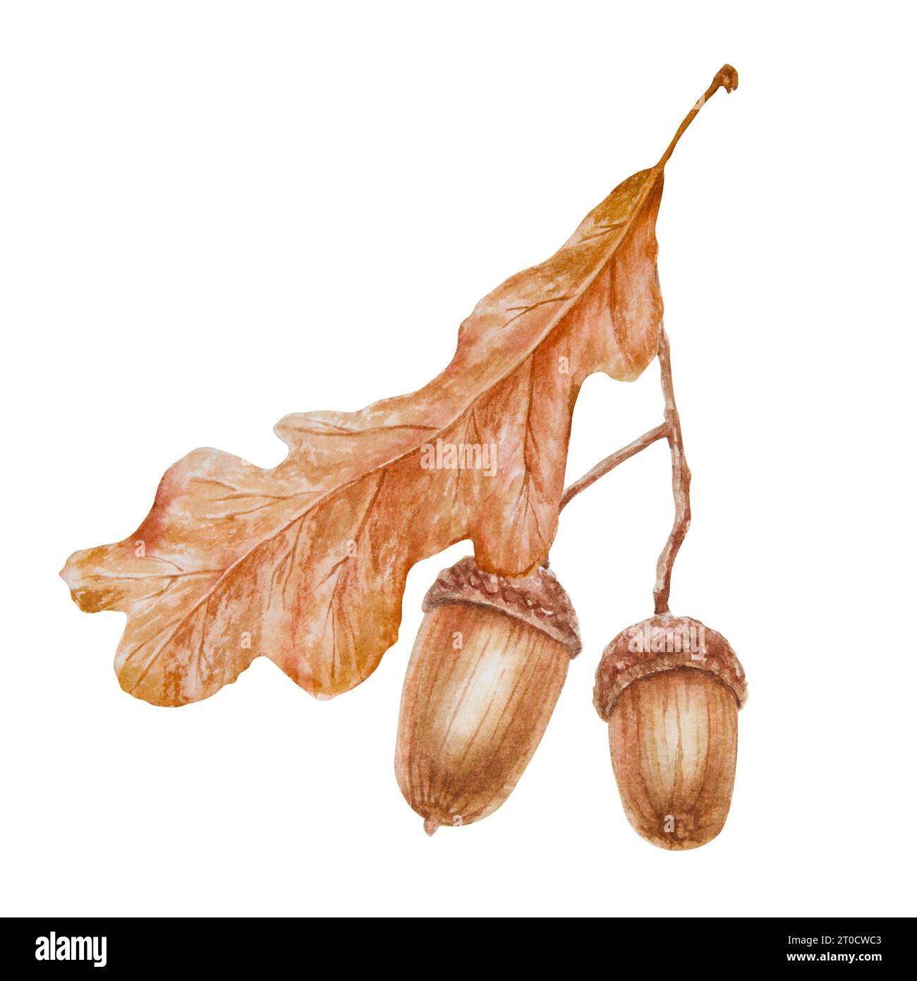 Oak acorn and leaf. Watercolor hand drawn botanical illustration. Good ...