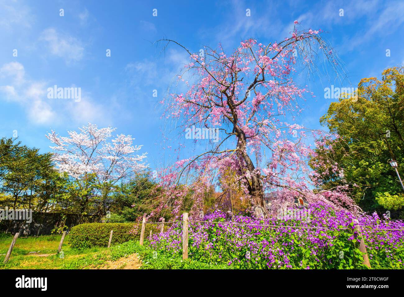 Beautiful Weeping Sakura at Awataguchi Aokusu no Niwa Park in Kyoto ...