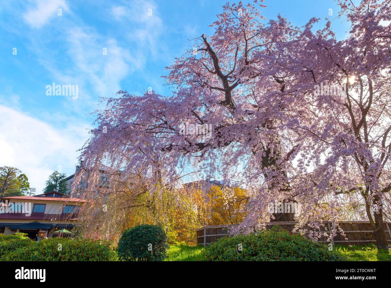 Beautiful Weeping Sakura in Spring at Maruyama Park in Kyoto, Japan ...
