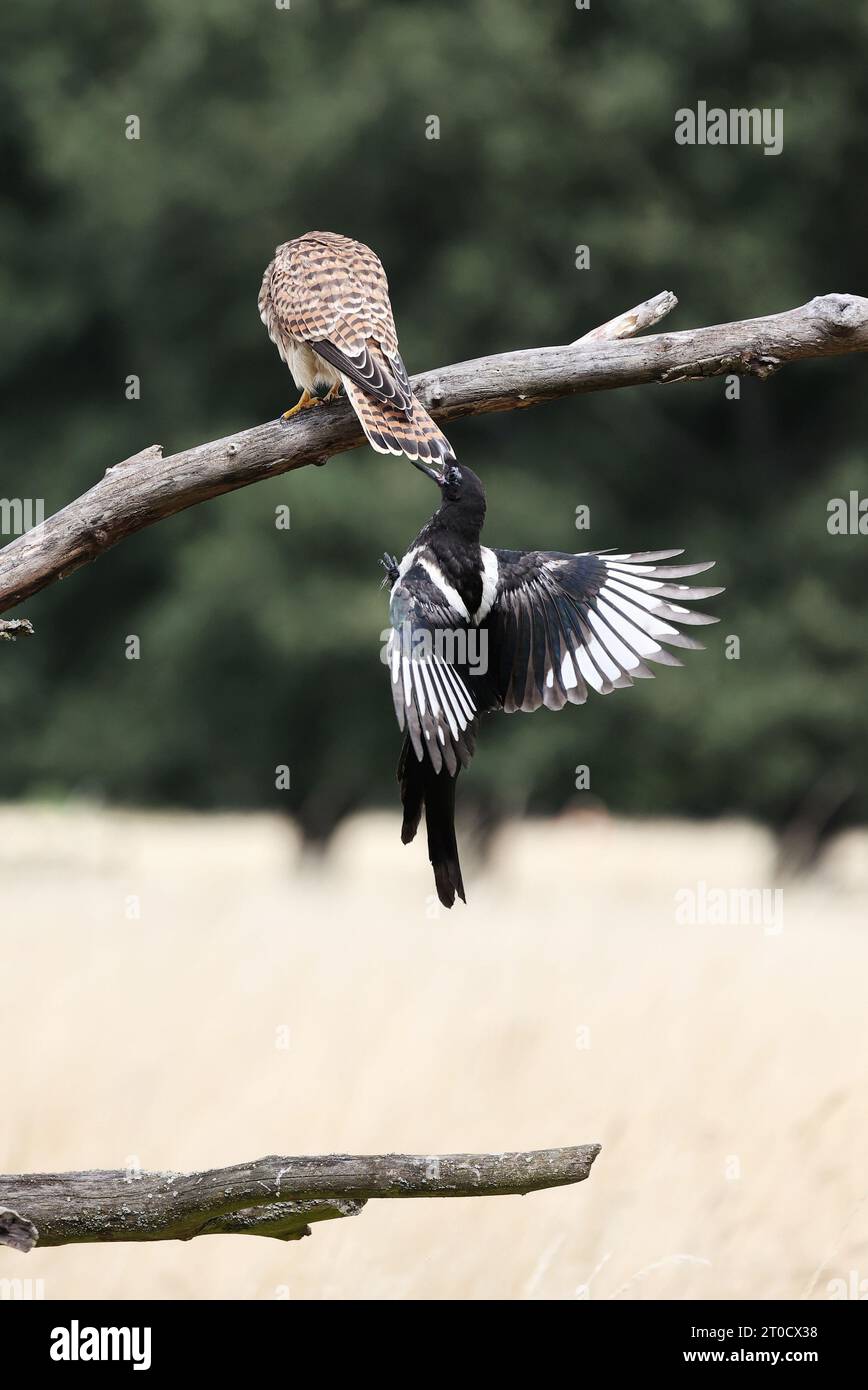 A magpie bites the kestrels tail RICHMOND, ENGLAND HEARTRACING IMAGES ...
