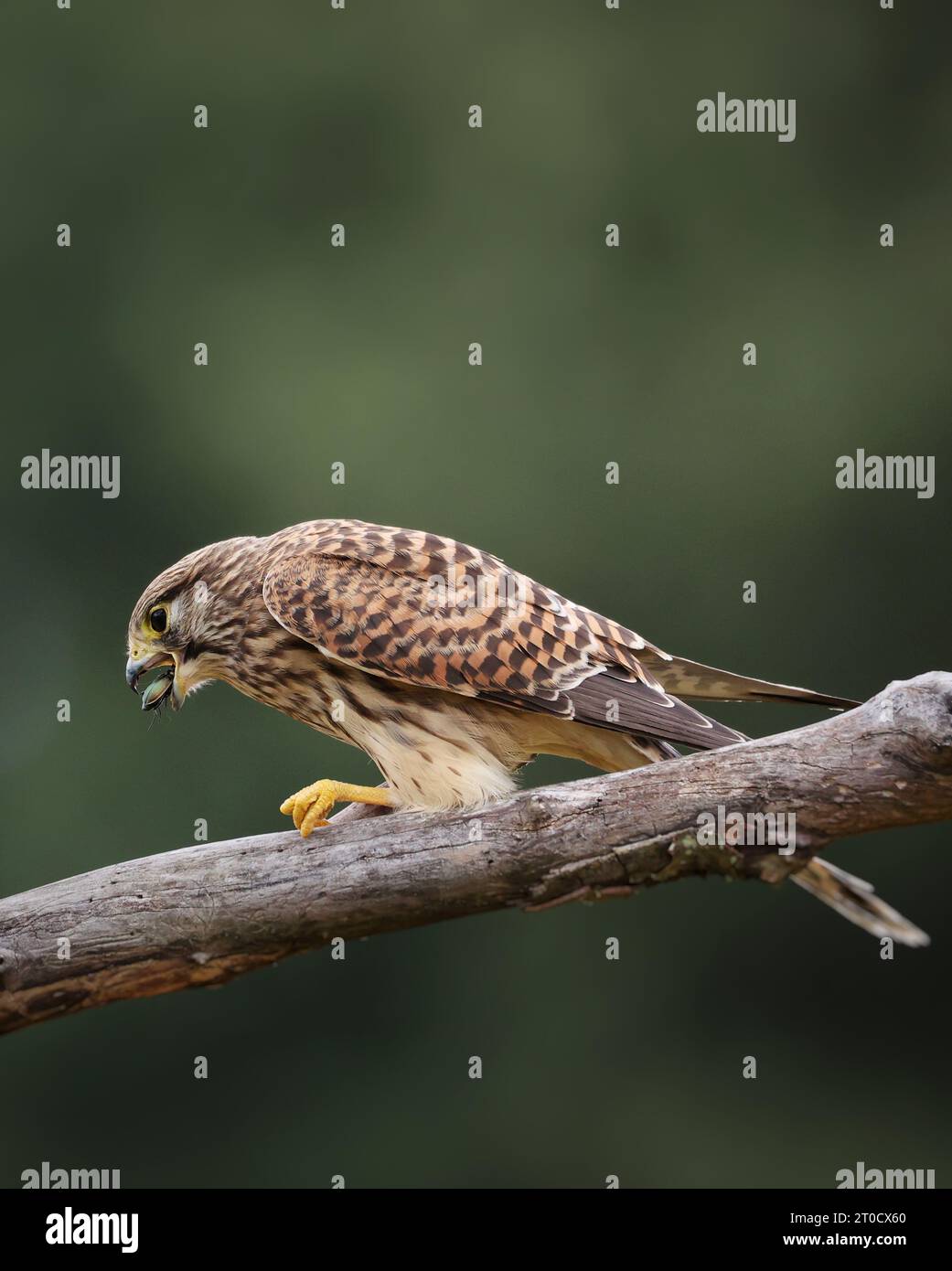 The kestrel enjoys a snack RICHMOND, ENGLAND HEARTRACING IMAGES show ...