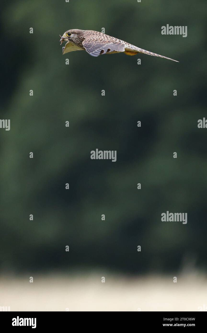 The kestrel is very aerodynamic RICHMOND, ENGLAND HEARTRACING IMAGES ...