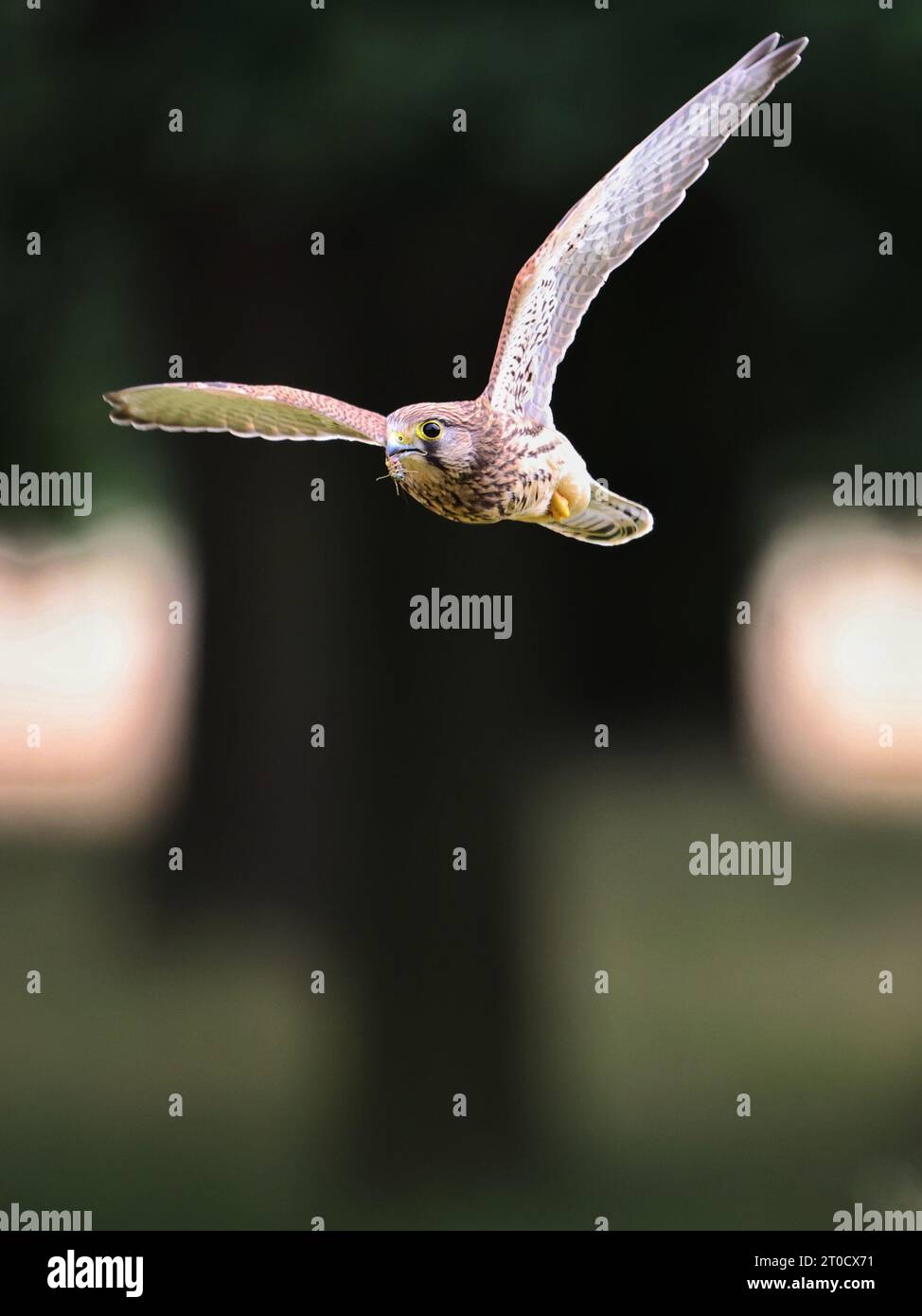 The kestrel glides through the air RICHMOND, ENGLAND HEARTRACING IMAGES ...