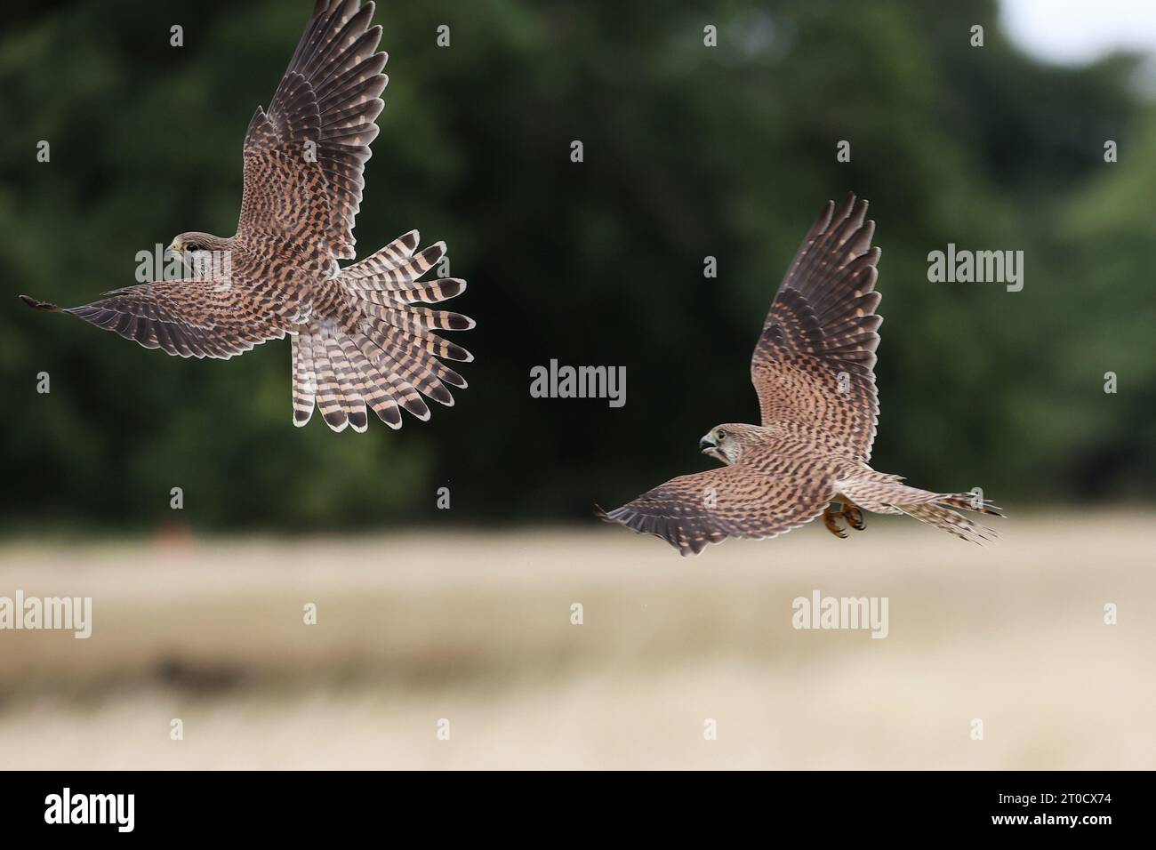 The kestrel siblings chase each other RICHMOND, ENGLAND HEARTRACING ...
