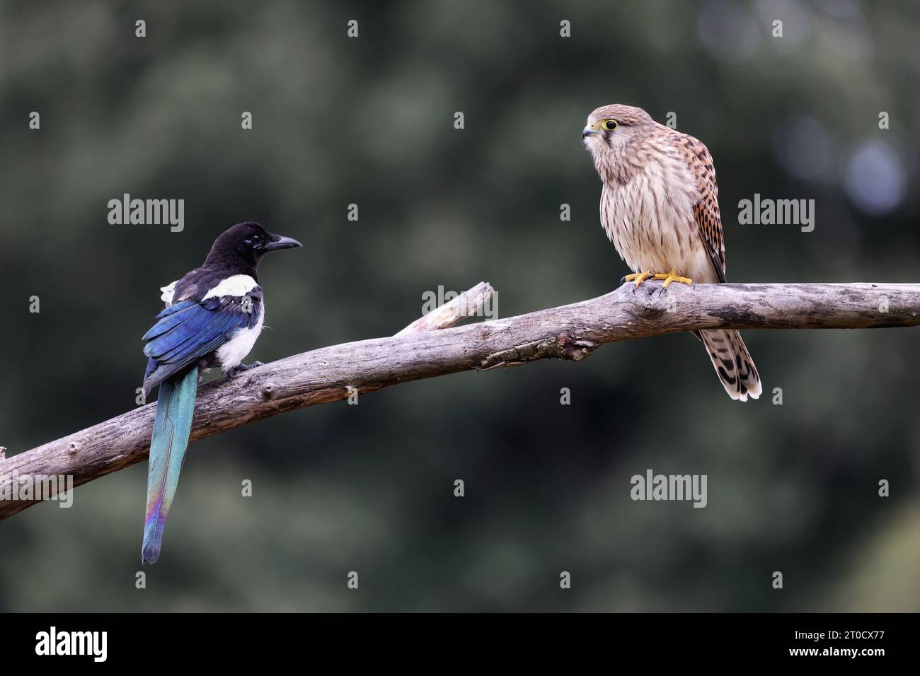 The magpie and kestrel face off RICHMOND, ENGLAND HEARTRACING IMAGES ...