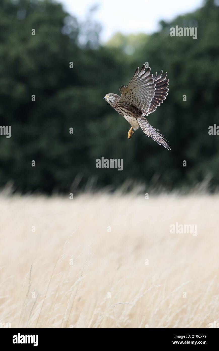 The kestrel coming in to land RICHMOND, ENGLAND HEARTRACING IMAGES show ...