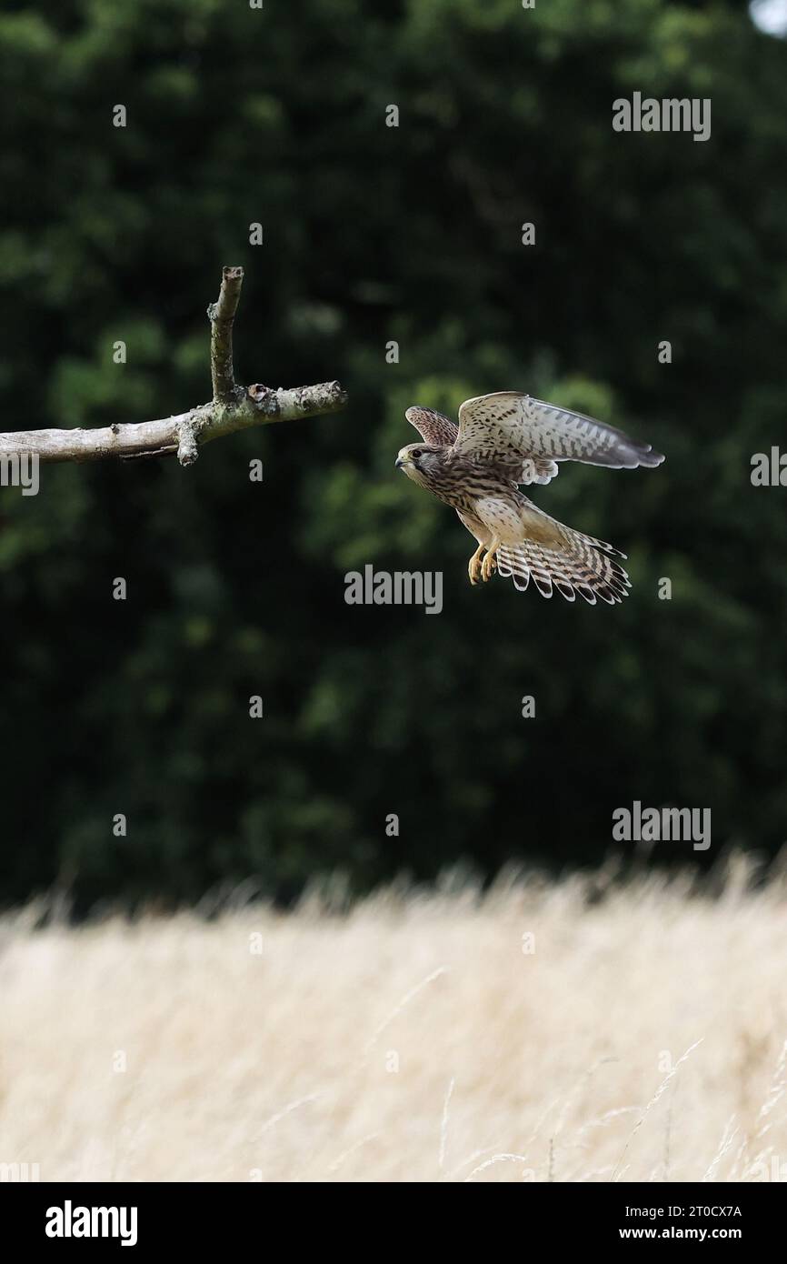 The kestrel spots the perfect perch RICHMOND, ENGLAND HEARTRACING ...