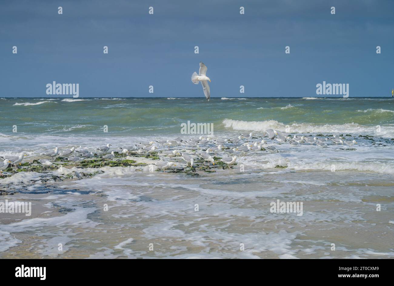 Möwen, Strand, Nordsee, Wellen, Westerland, Sylt, Schleswig-Holstein ...