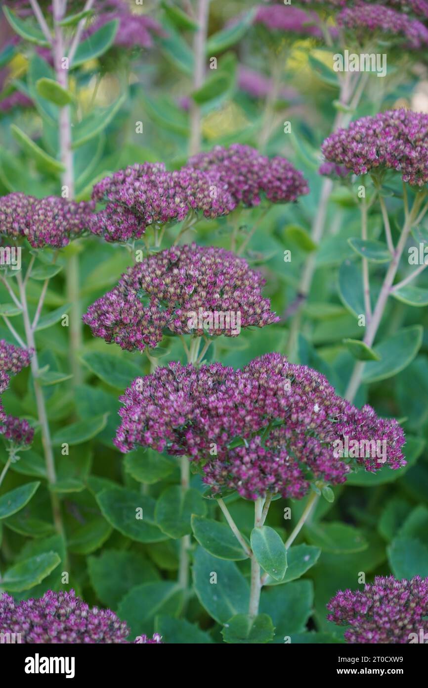 A sedum plant with purple flowers growing in a lush green grassy field ...