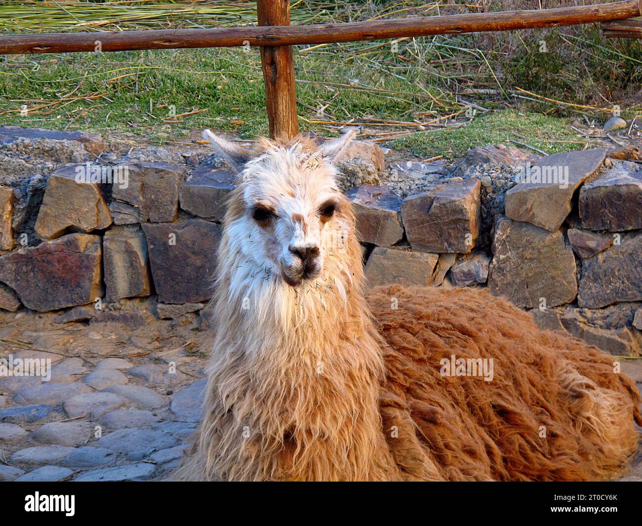 Animal Lama in South America Stock Photo - Alamy