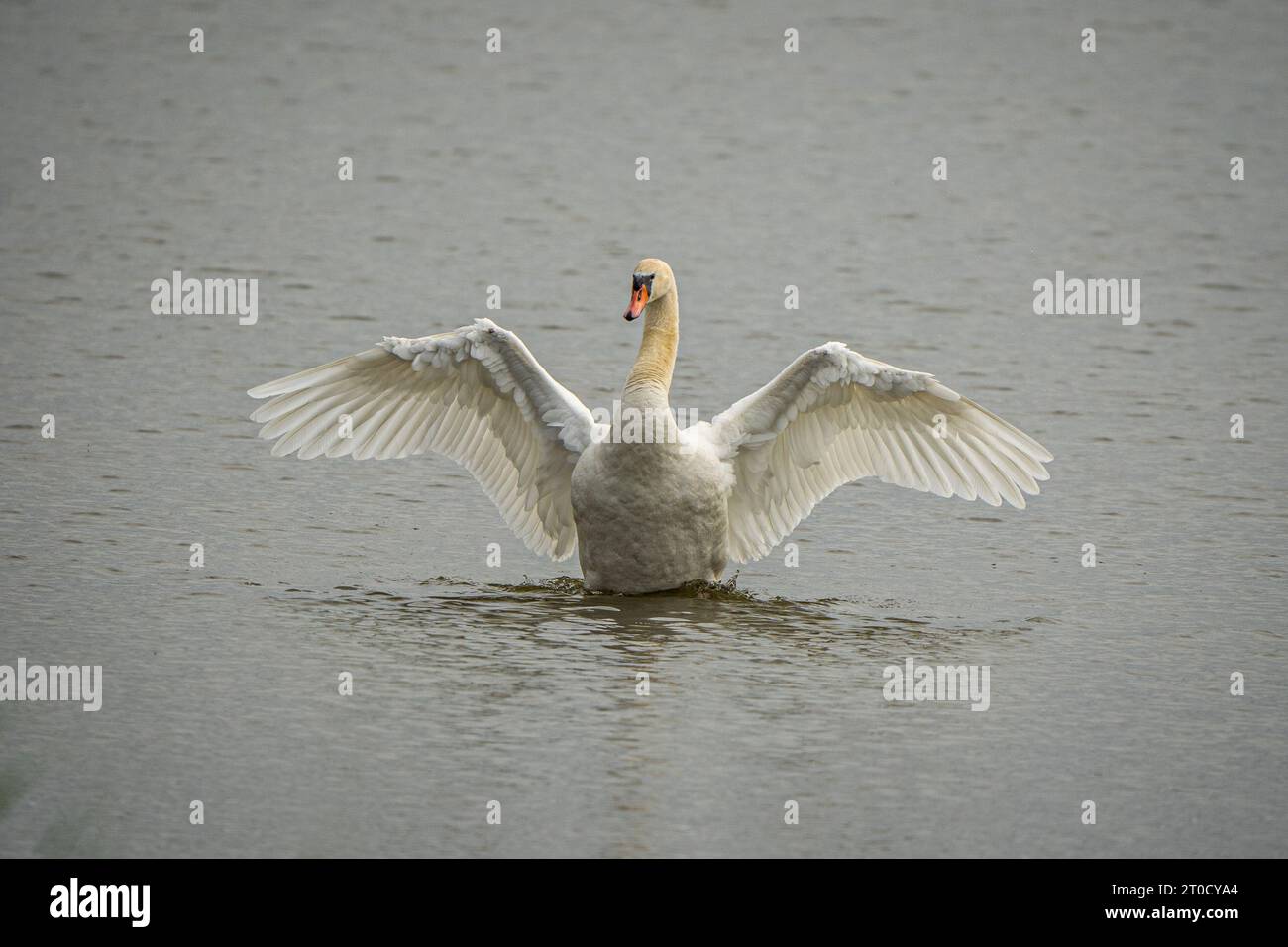 A white swan gliding across the surface of a body of water Stock Photo ...
