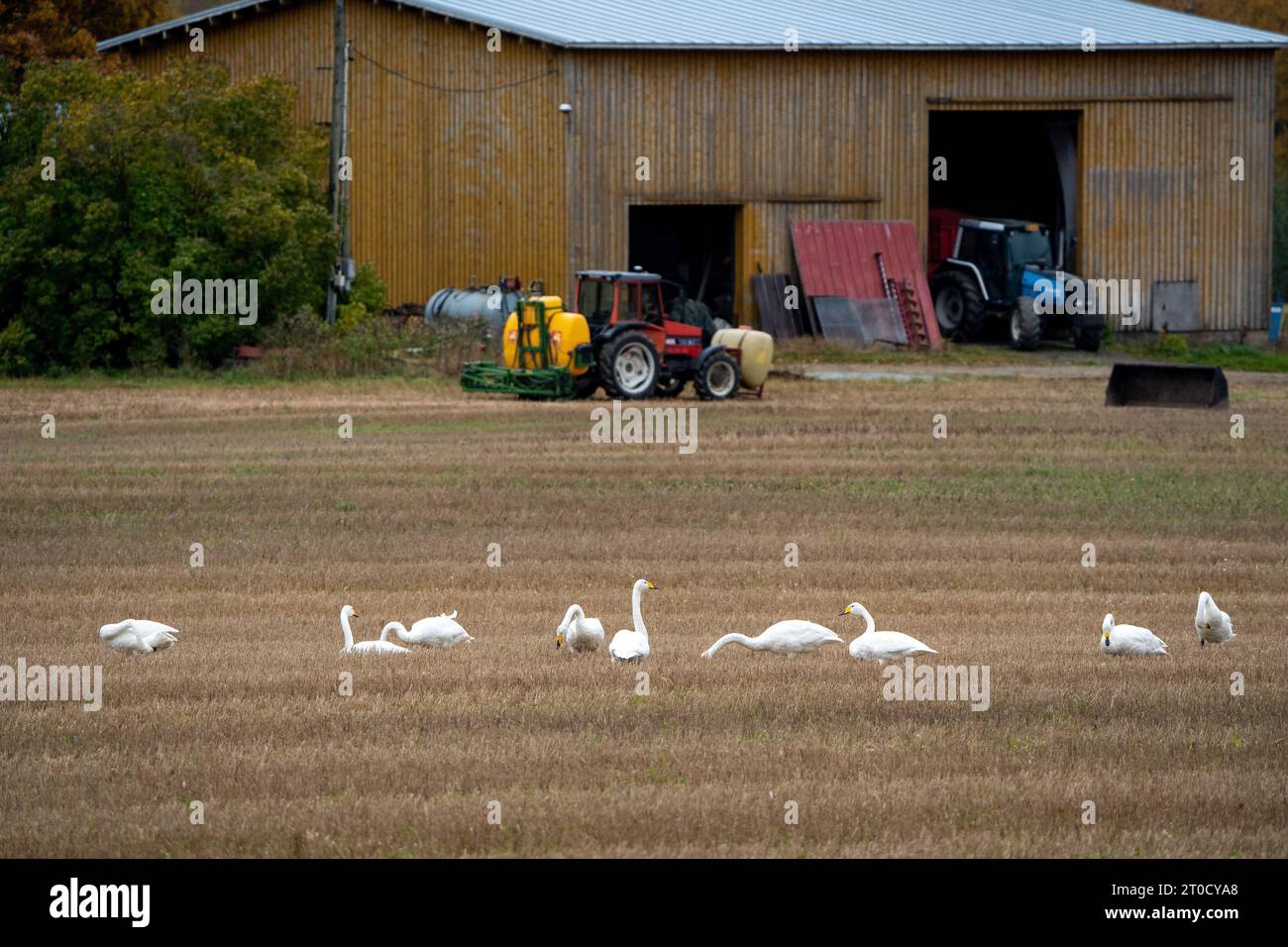 A rural scene featuring a flock of ducks standing and laying in a ...