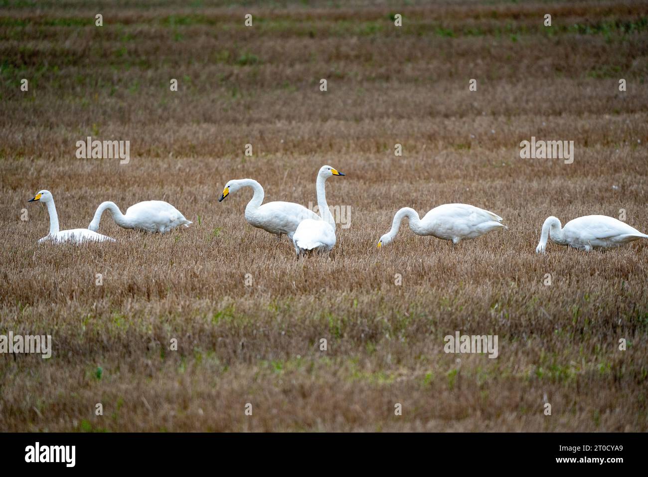 The white birds on a barren field of dry, golden grass, basking in the ...