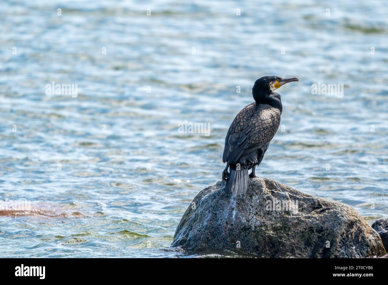 A large cormorant (Corvus marinus) perched atop a large rock in the ...