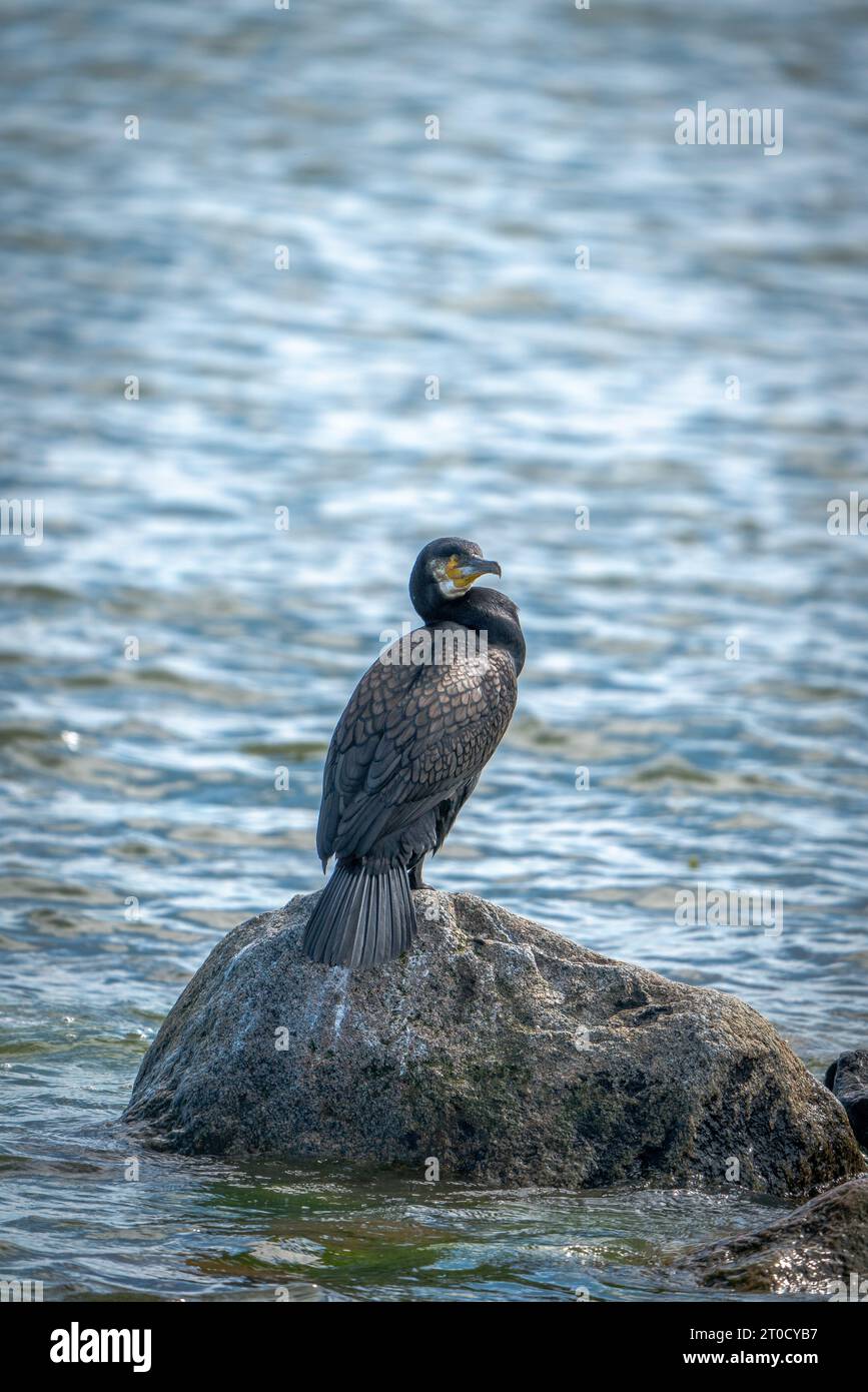 A small Corvus marinus perched atop a large rocky outcropping in a body ...