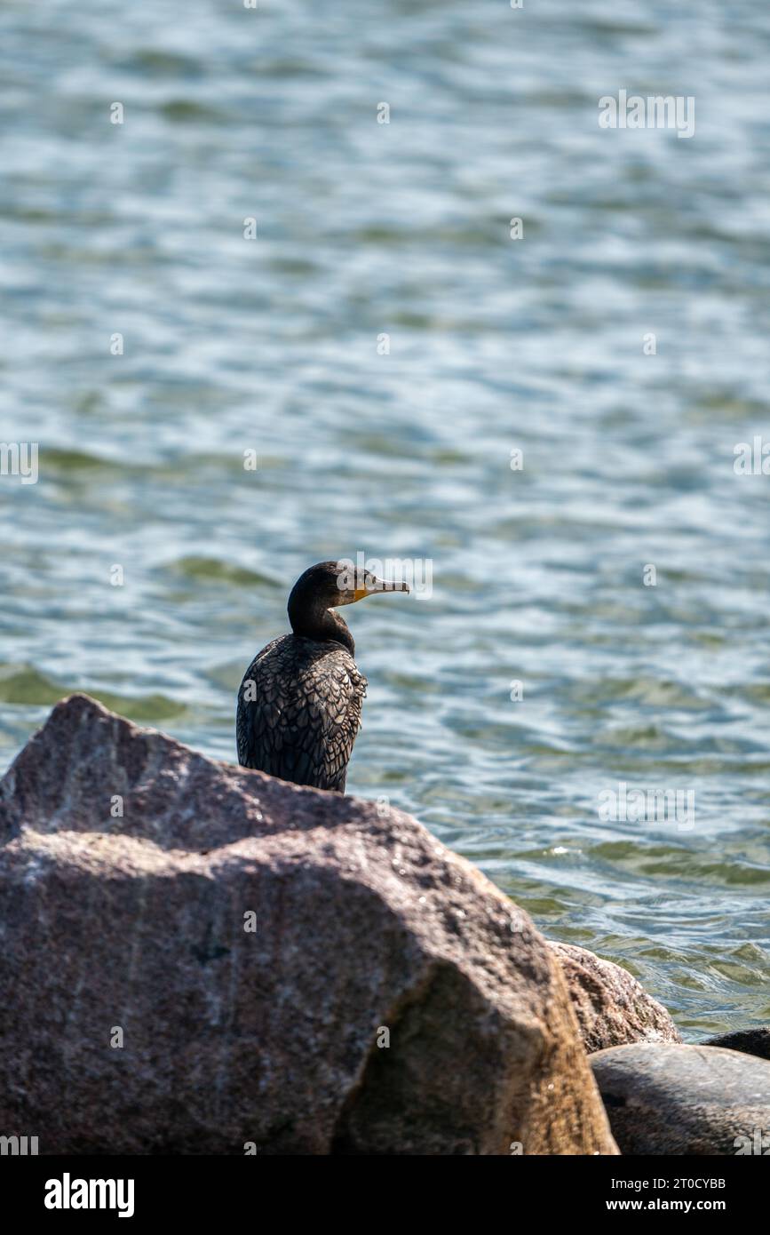 A black cormorant (Corvus marinus) perched atop a large rocky ...