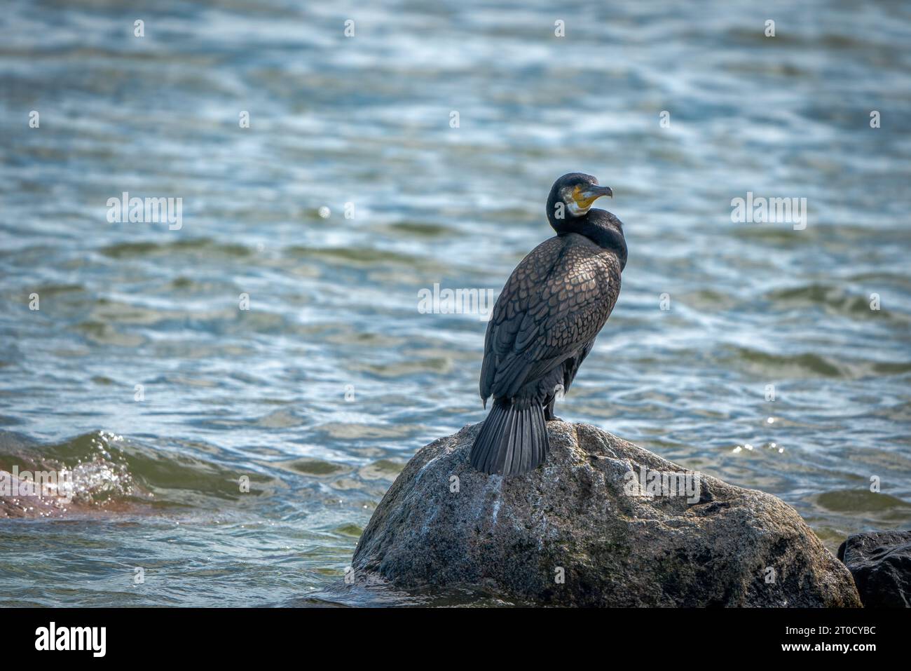 Shorelinenature hi-res stock photography and images - Alamy