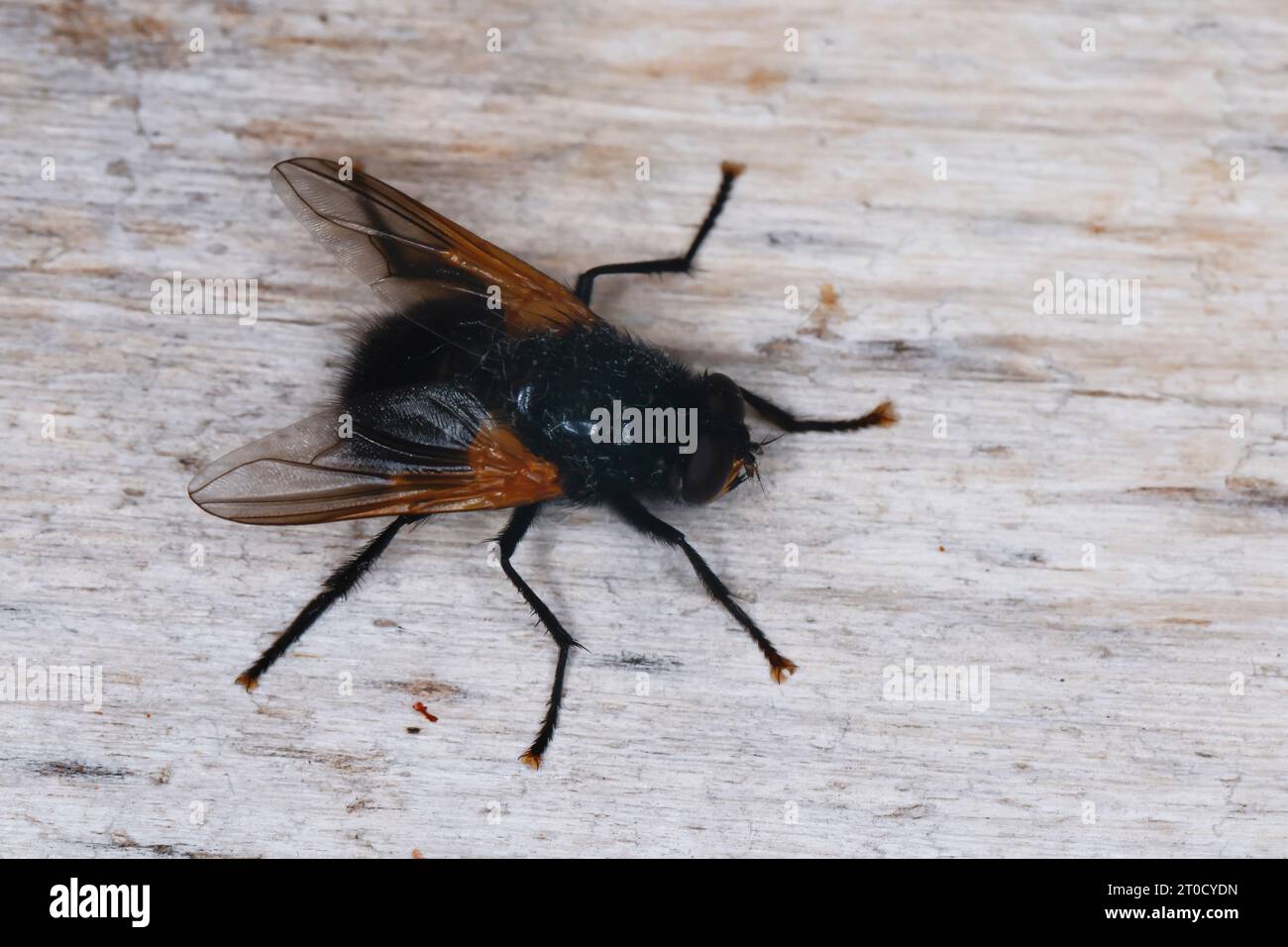 Noonday flies hi-res stock photography and images - Alamy