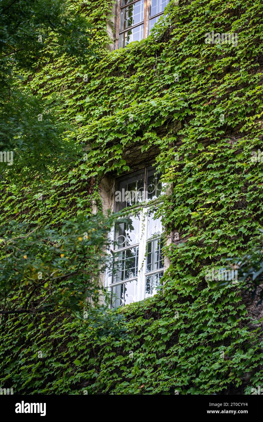 Green facade. Ivy covered building. Vine creeper around window on ...