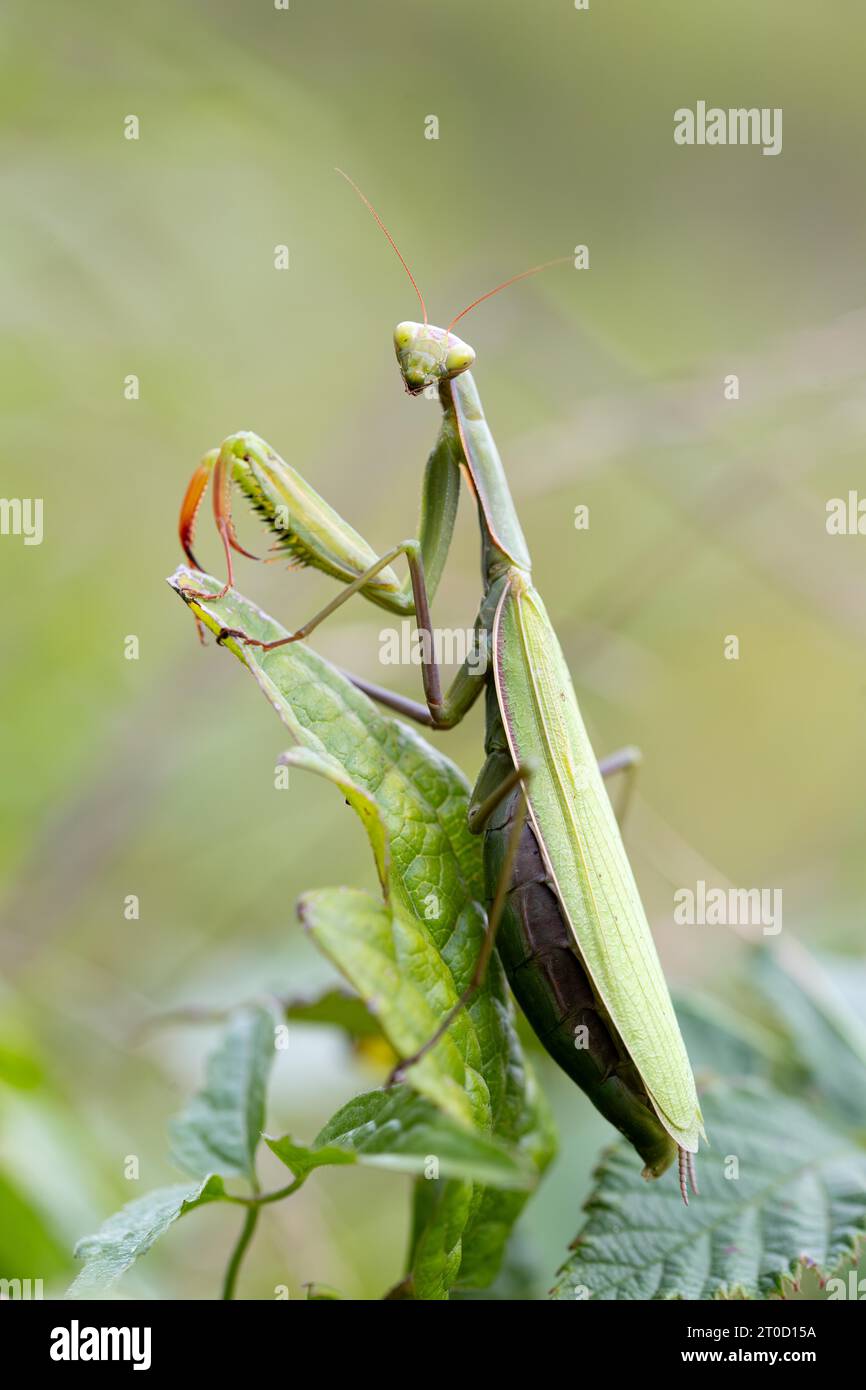 Mantis camouflage hi-res stock photography and images - Alamy