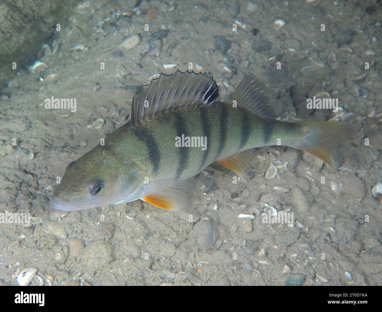 Perch (Perca fluviatilis), Egli, Terlinden dive site, Kuesnacht, Lake ...