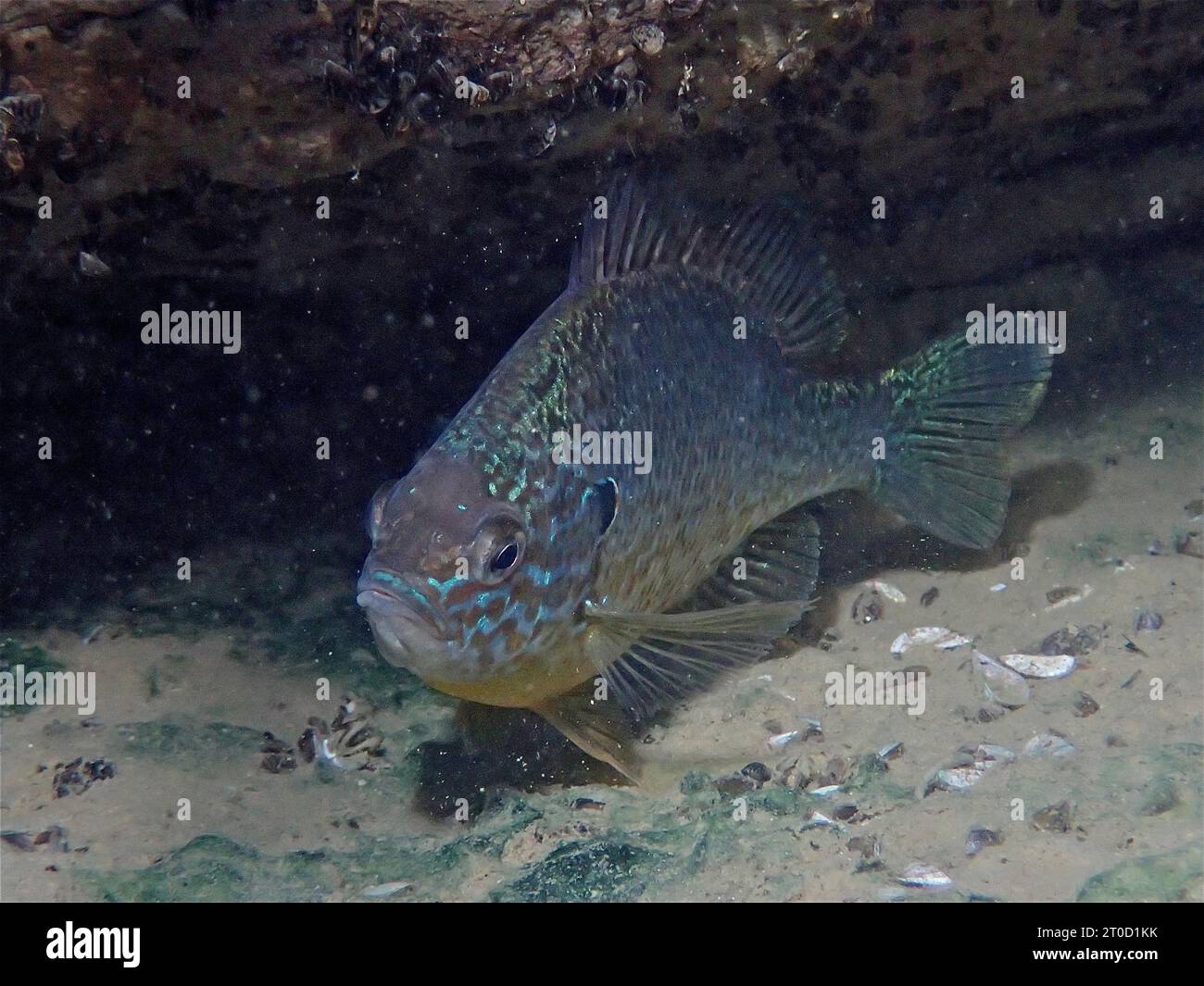 Pumpkinseed sunfish (Lepomis gibbosus), diving site Grosser Parkplatz ...