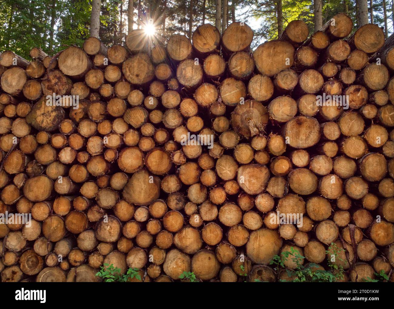 Large wood pile with sun star against the light Stock Photo - Alamy