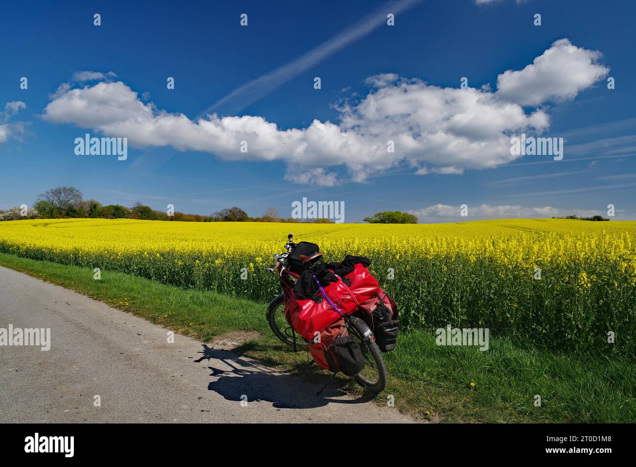 Packed bicycle standing on a narrow road in front of flowering rape ...