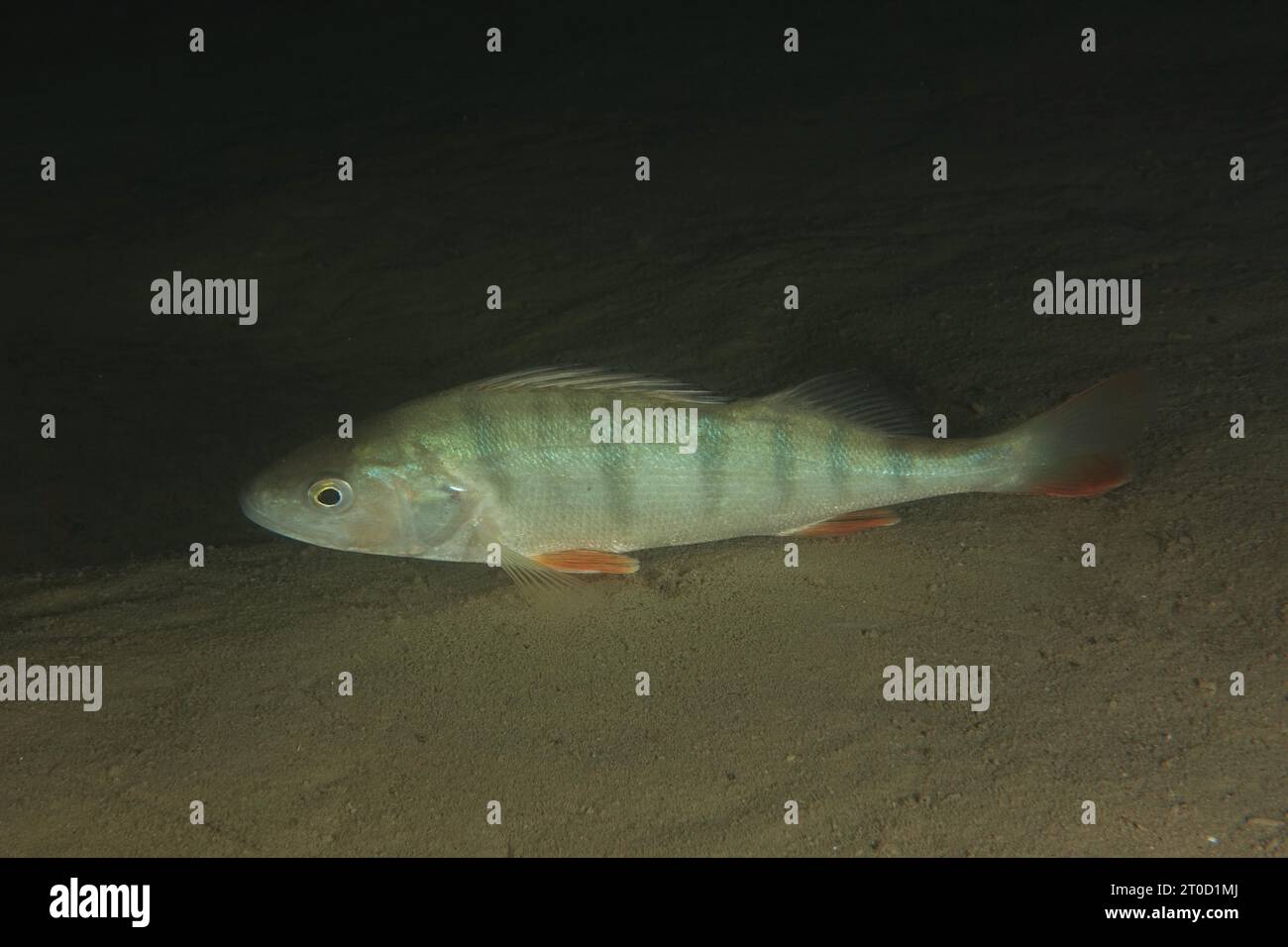 European perch (Perca fluviatilis), perch, at night, Ermitage dive site ...