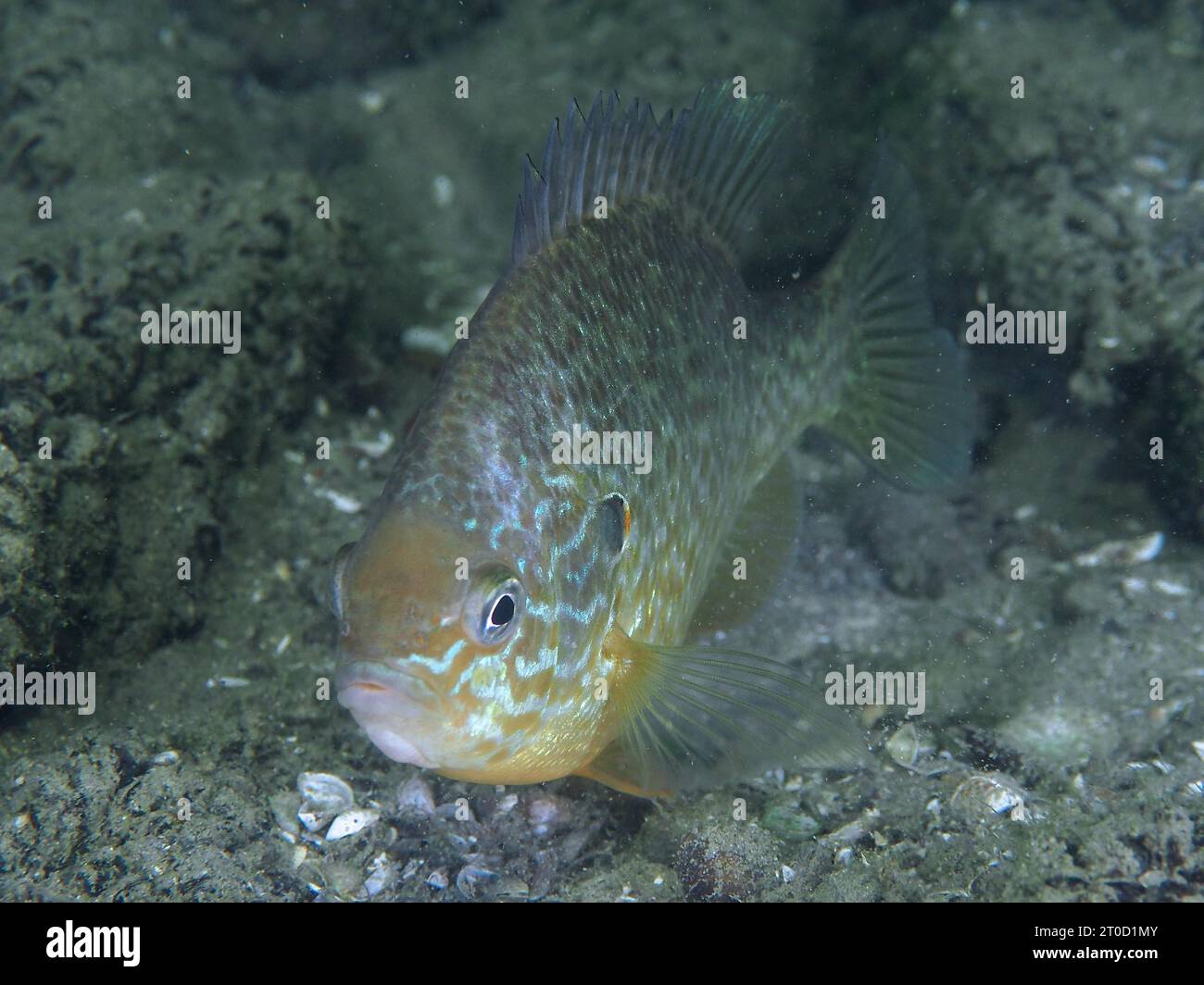 Pumpkinseed sunfish (Lepomis gibbosus), diving site Grosser Parkplatz ...