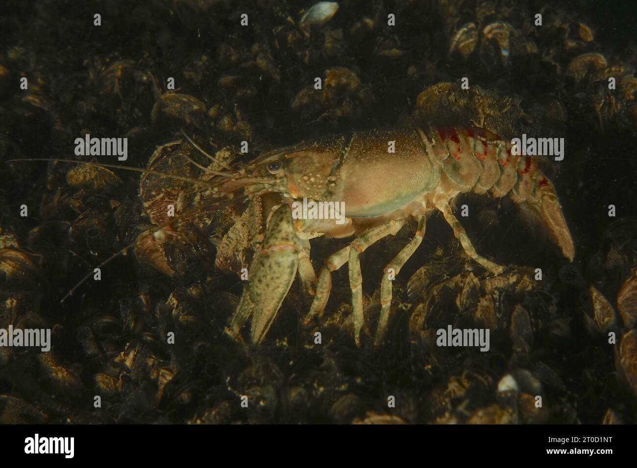 Crayfish (Faxonius limosus), American crayfish, invasive species ...