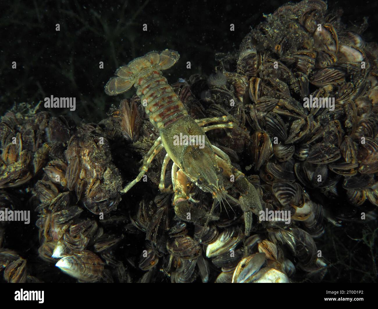 Crayfish (Faxonius limosus) at night, American crayfish, invasive ...