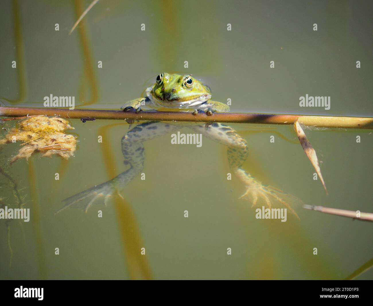 Pool frog (Pelophylax lessonae) in the water. Neeracher Ried nature ...