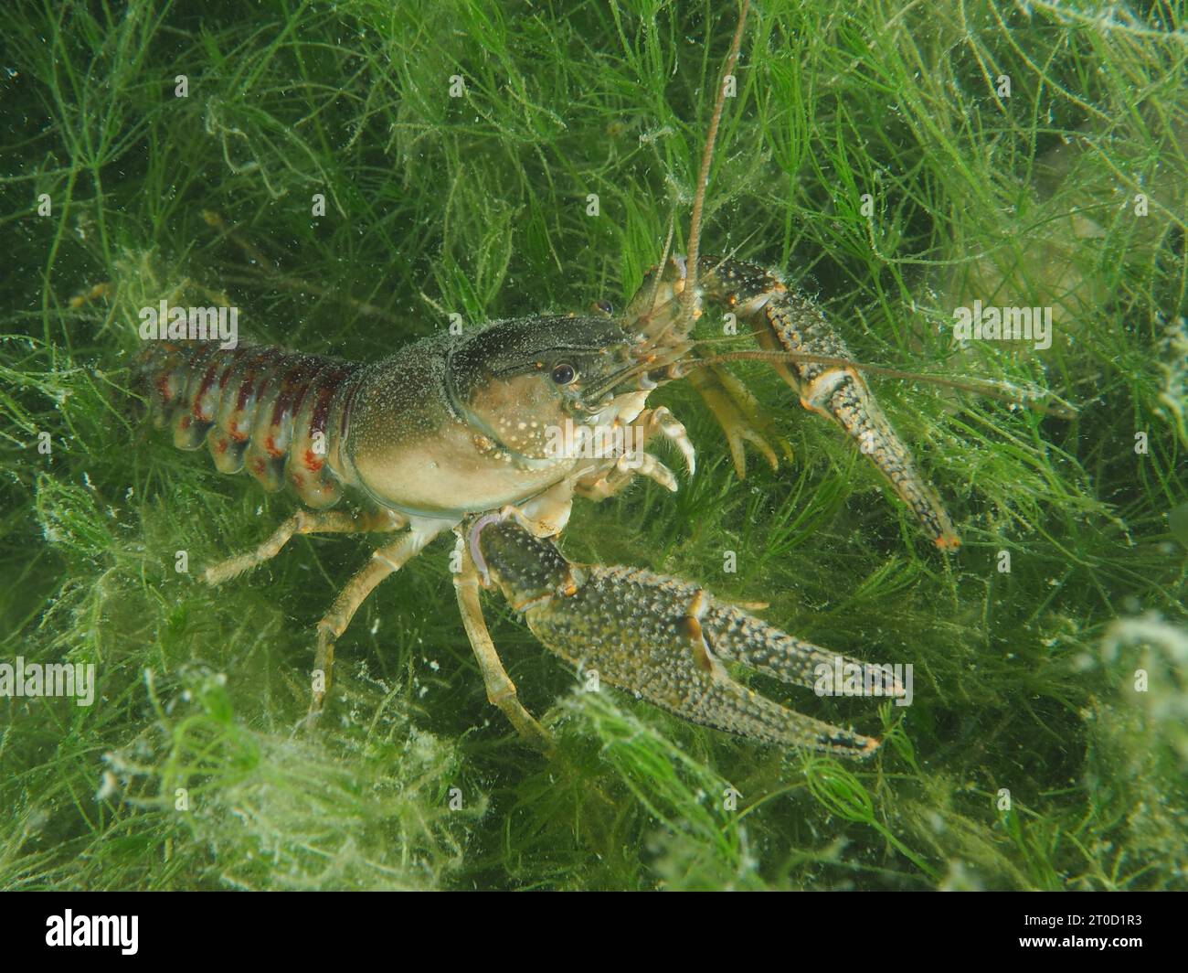 Crayfish (Faxonius limosus), American crayfish, invasive species ...