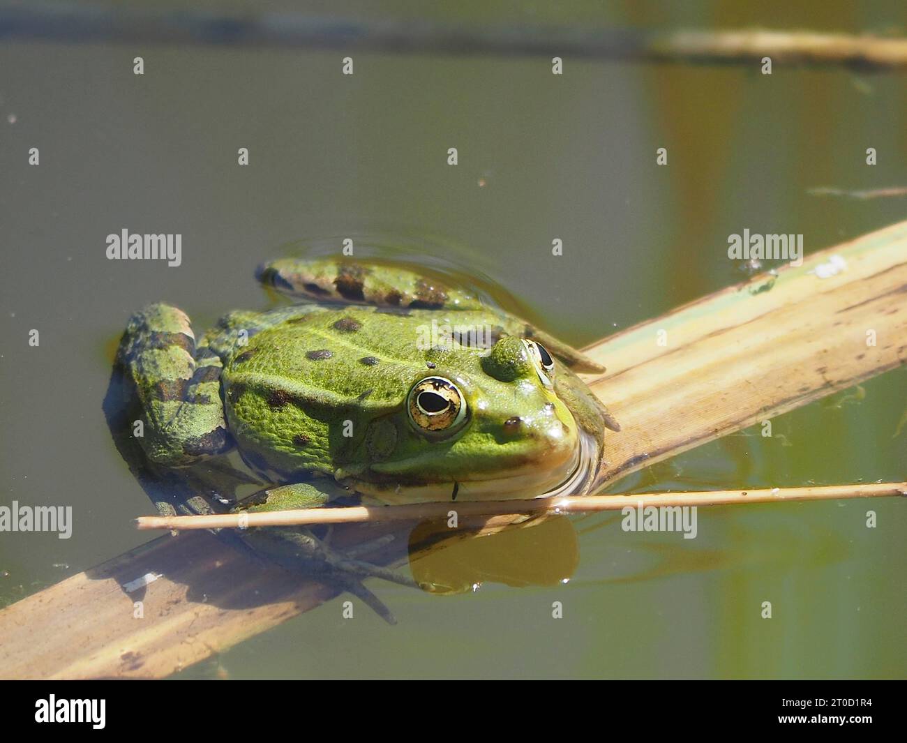 Pool frog (Pelophylax lessonae) in the water. Neeracher Ried nature ...