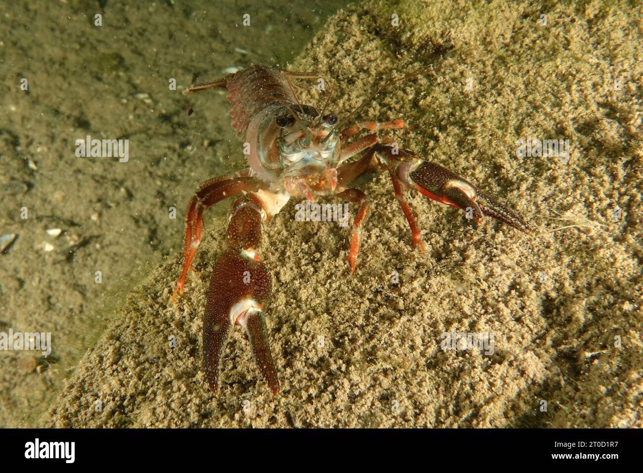 A signal crayfish (Pacifastacus leniusculus), American crayfish ...