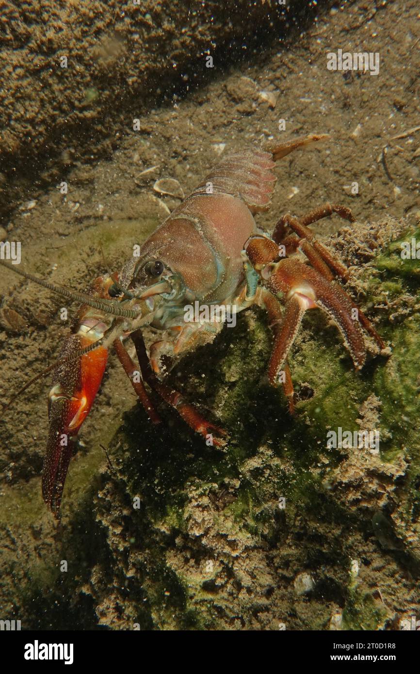 A signal crayfish (Pacifastacus leniusculus), American crayfish ...