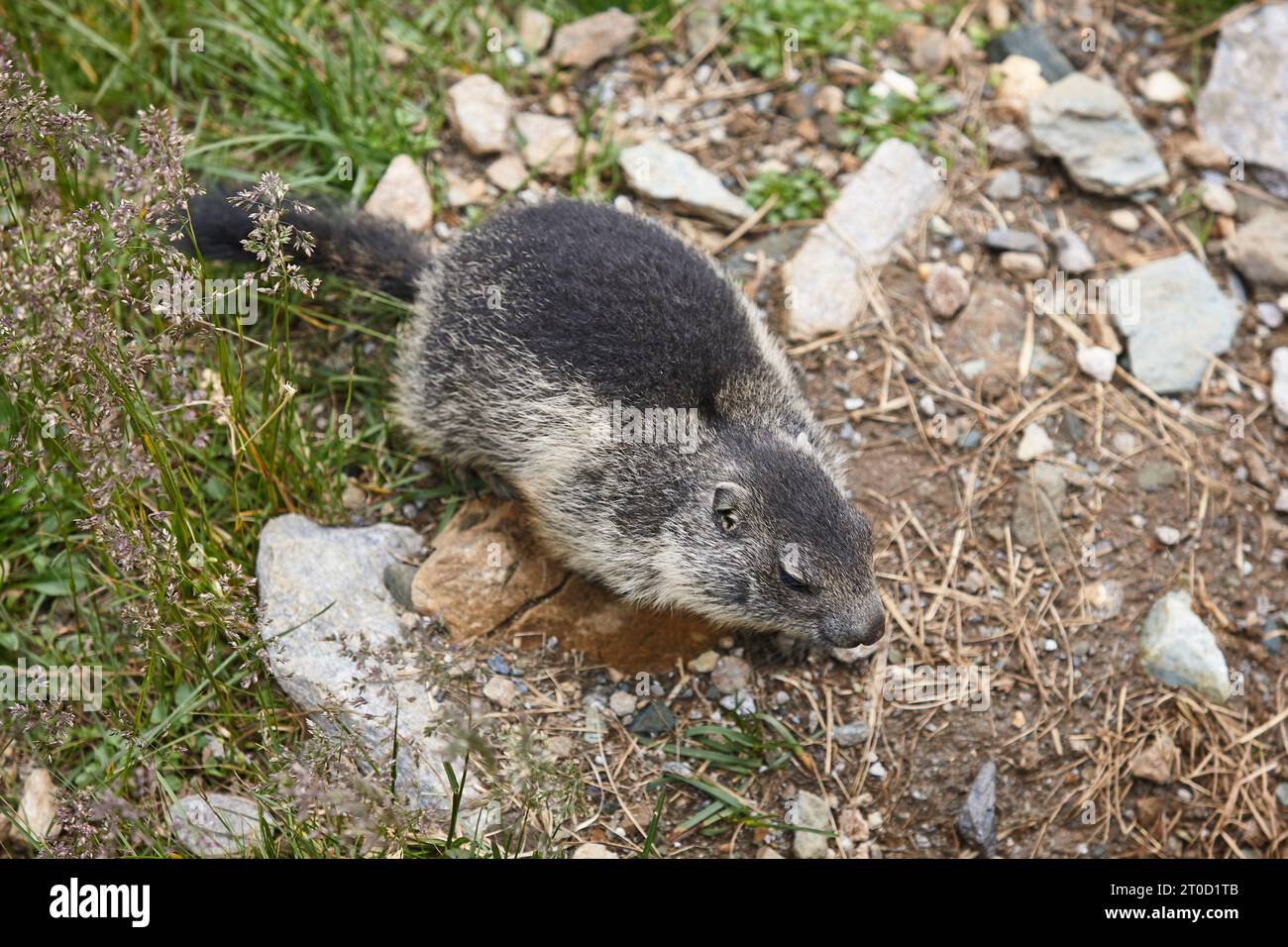 Groundhog sitting on the ground looking at camera. Wildlife ...