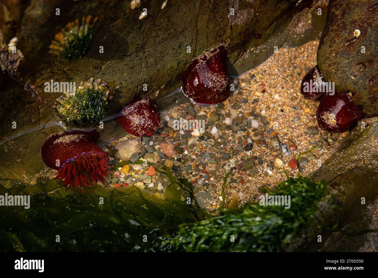 Sea anemones in the sand hi-res stock photography and images - Alamy