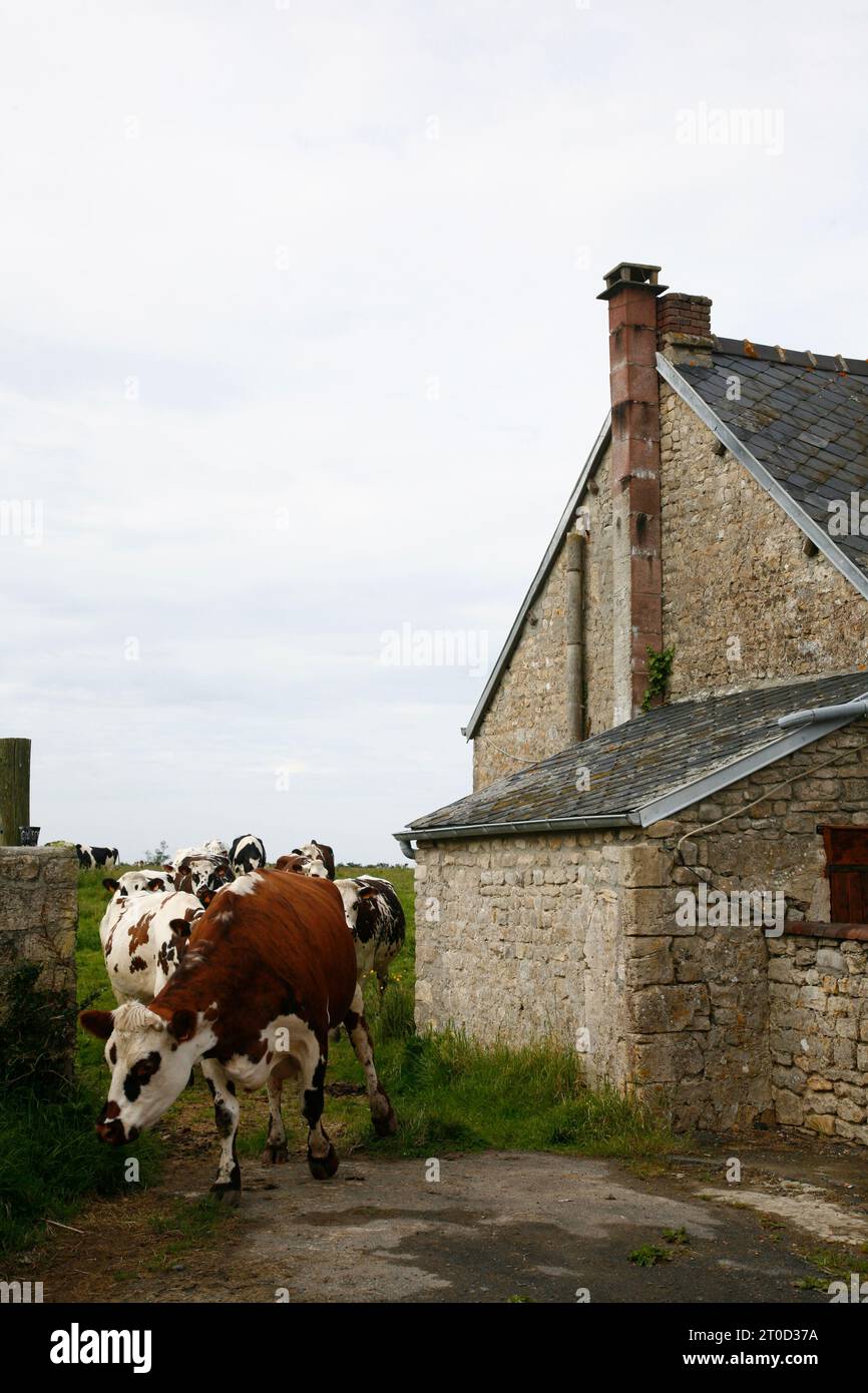Normandy cows hi-res stock photography and images - Alamy