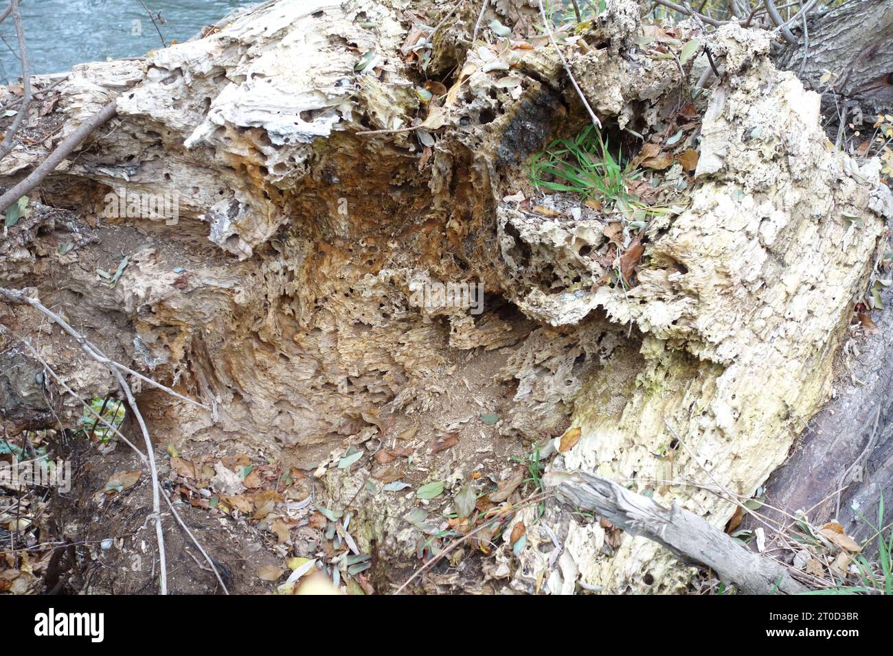 Parasites In Trees By Fungi In Nature, Pest Infestation In The Forest ...