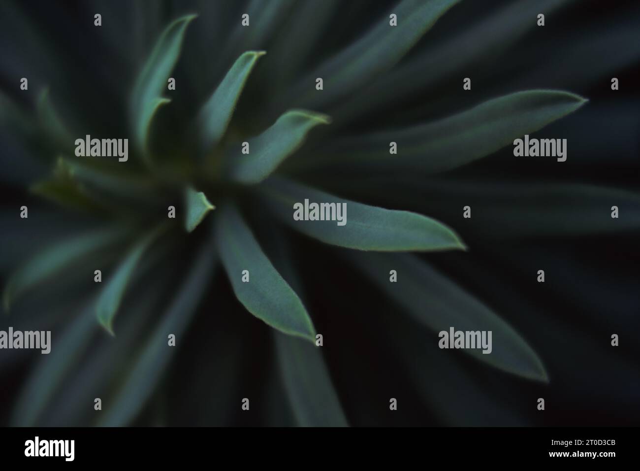 plants, plant, green, garden, nature, macro, moody, leaves Stock Photo ...
