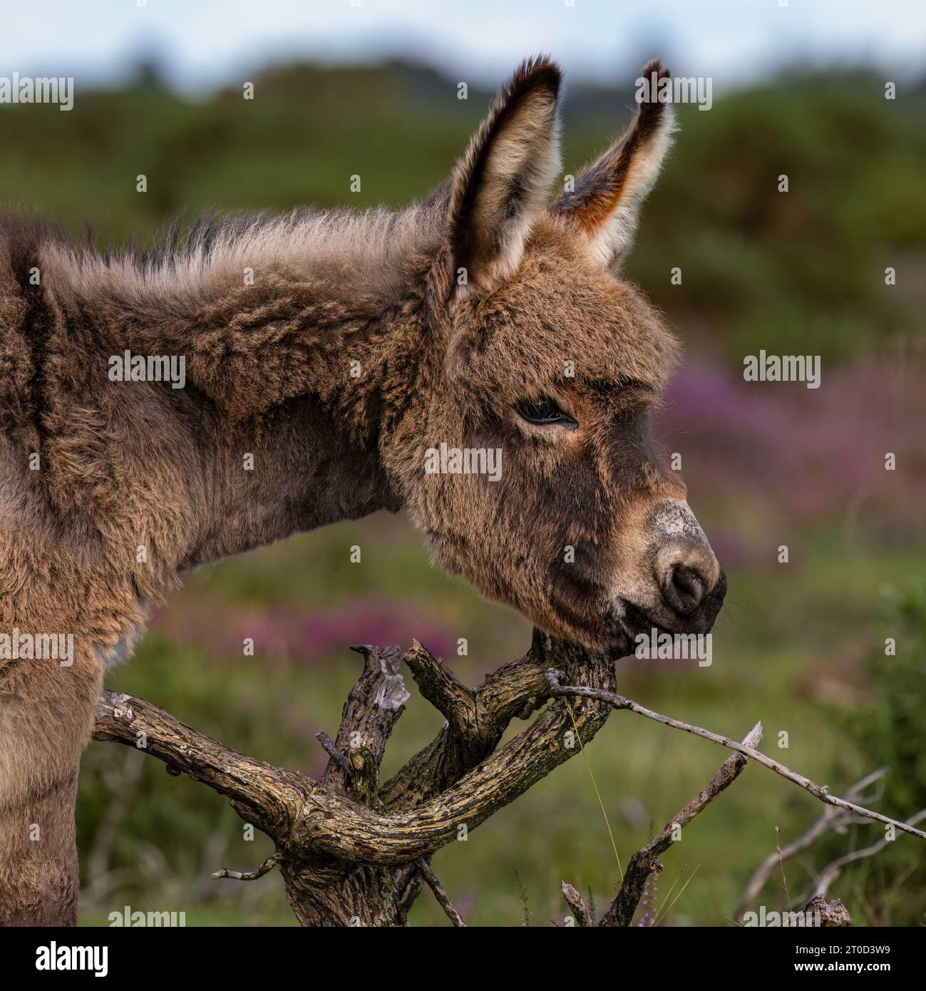 New forest donkey hi-res stock photography and images - Alamy